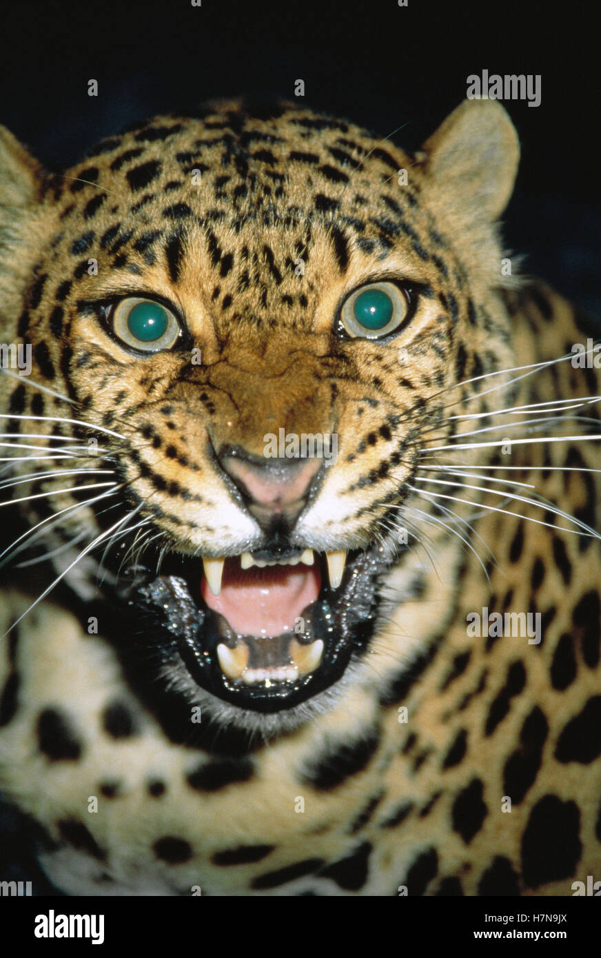 Leopard (Panthera pardus) snarling, Africa Stock Photo - Alamy