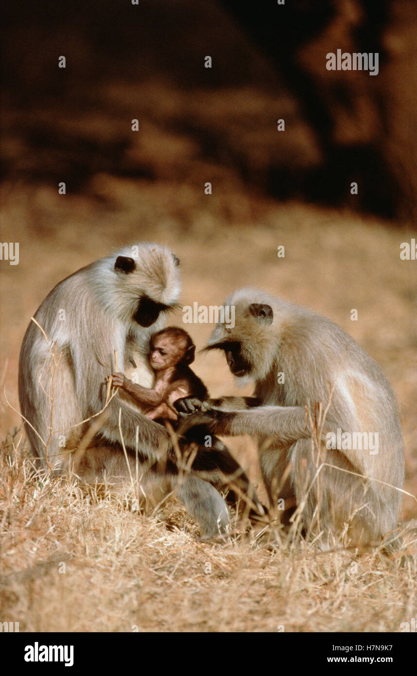 Hanuman Langur (Semnopithecus entellus) family group grooming, India ...