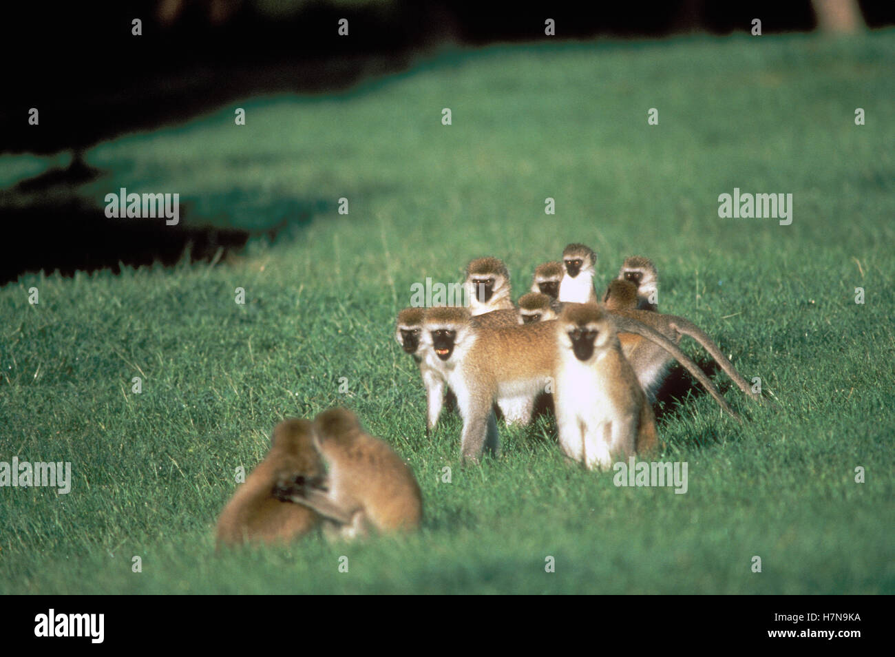 Black-faced Vervet Monkey (Cercopithecus aethiops) group on grasslands ...