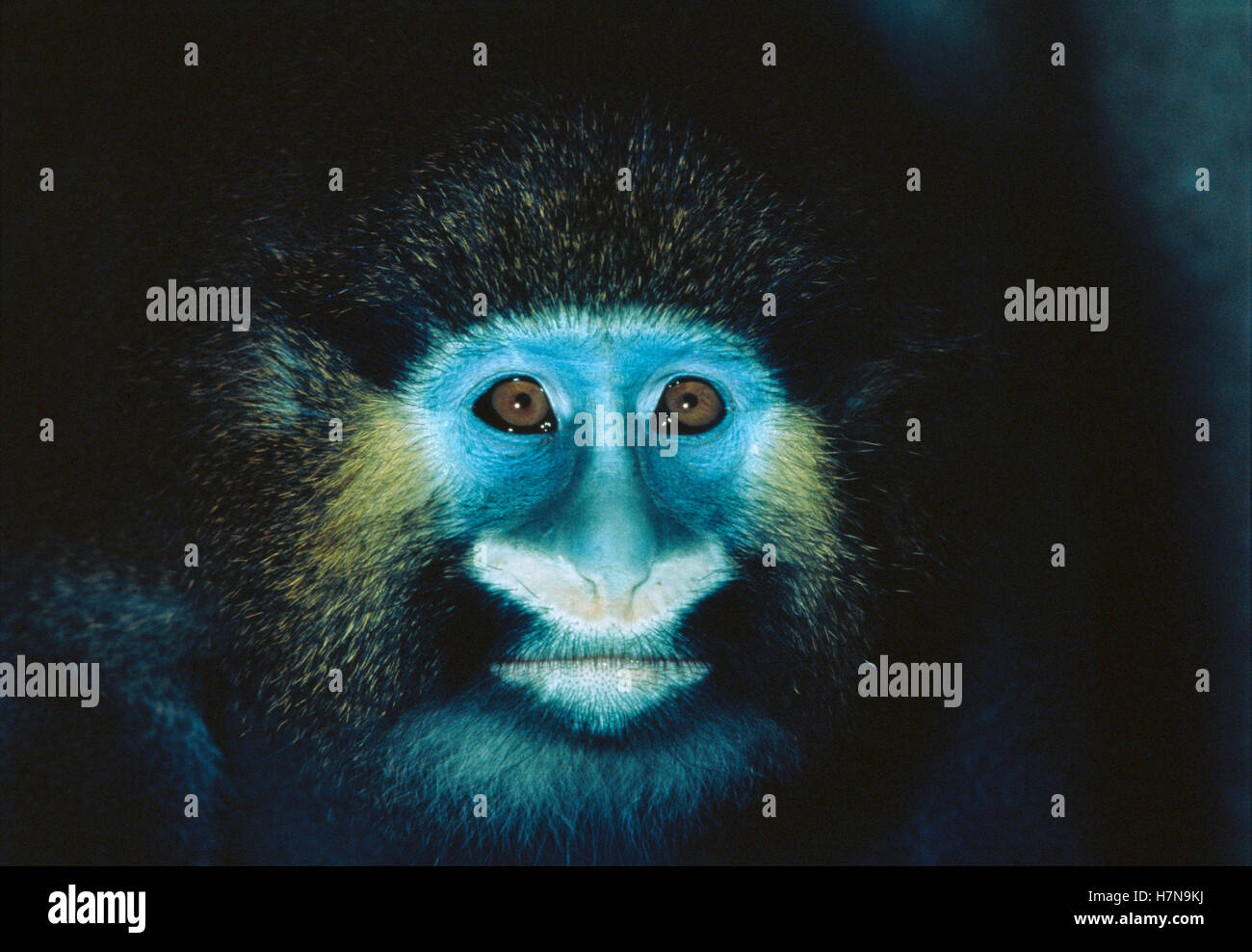 Mustached Guenon (Cercopithecus cephus) portrait, native to Africa ...