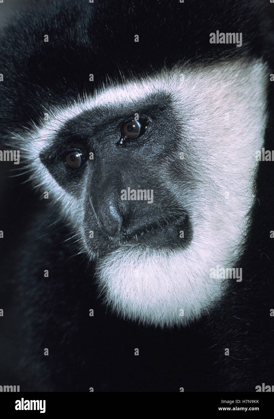 Mantled Colobus (Colobus guereza) adult portrait, Africa Stock Photo ...