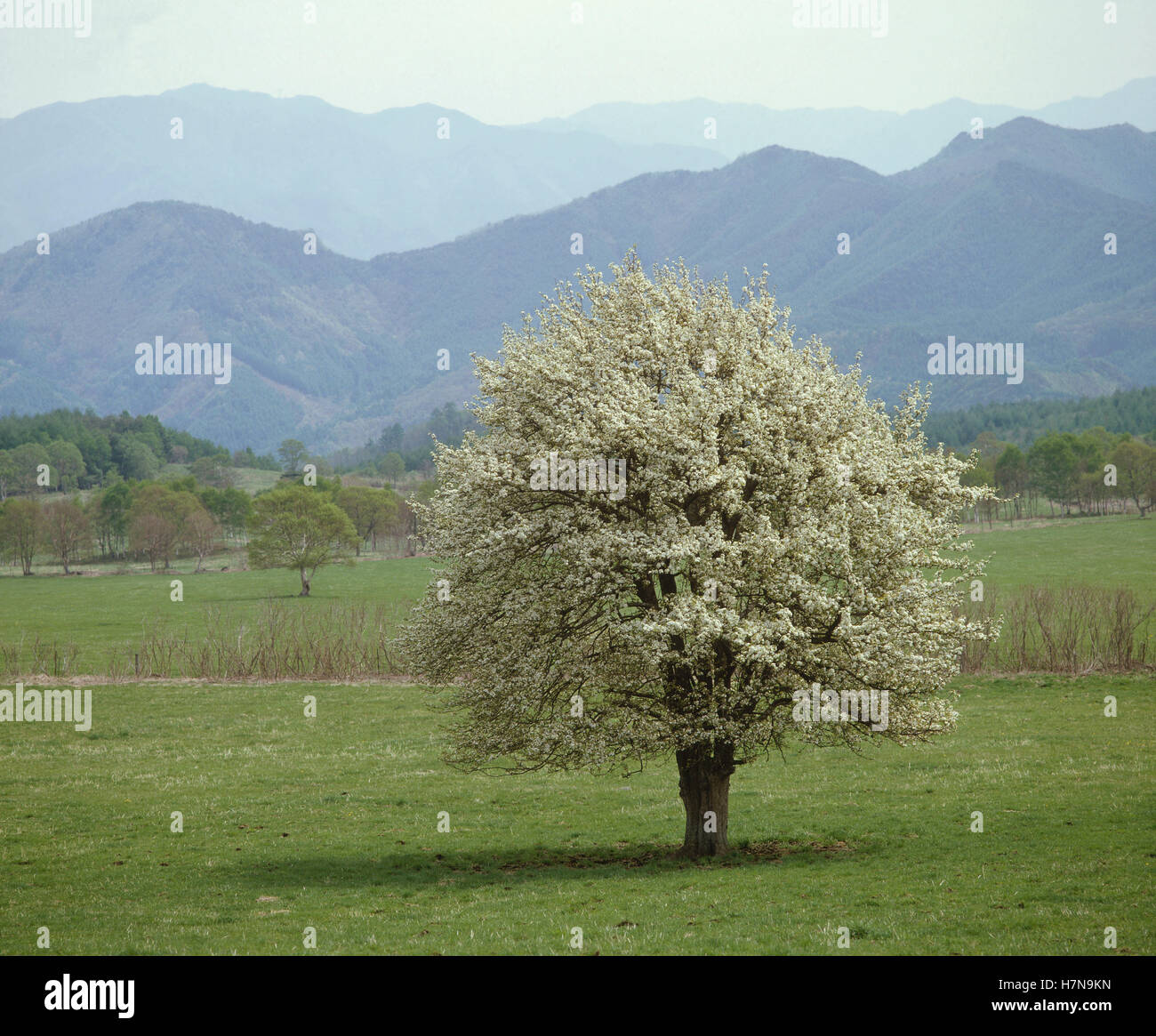 Asian Pear (Pyrus pyrifolia) tree blooming in spring, Japan. Sequence 1 ...