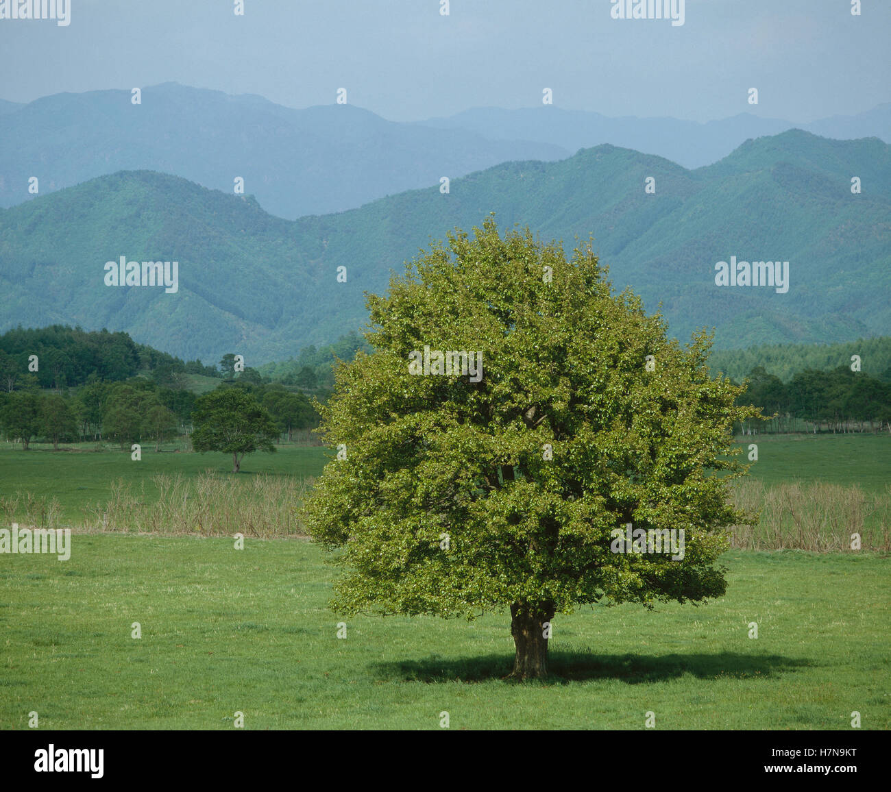 Asian Pear (Pyrus pyrifolia) tree with leaves in summer, Japan ...
