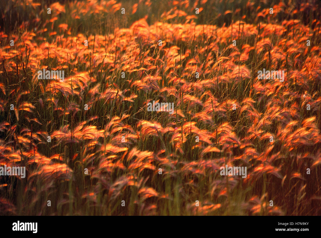 Prairie grass in Seedskadee National Wildlife Refuge, Wyoming Stock ...