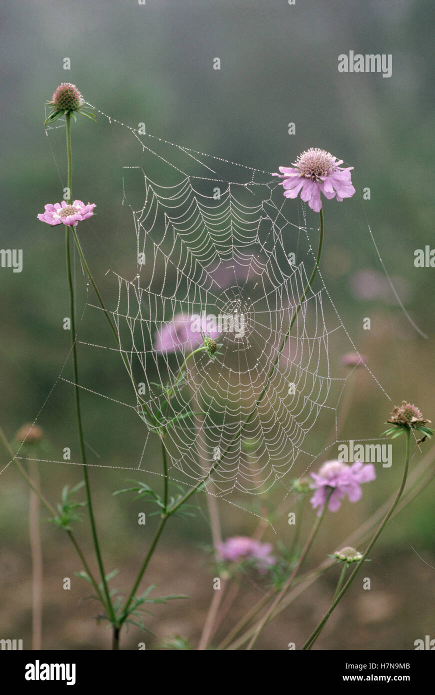 Spider web at dawn built on pink flowers, Nagano, Japan Stock Photo - Alamy