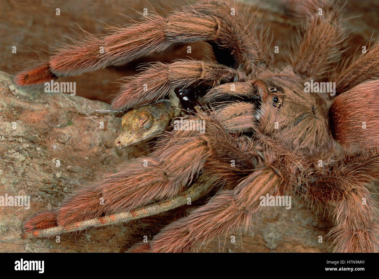 Tarantula (Tapinauchenius latipes) eating an Anoles Lizard, Rio Mormon ...