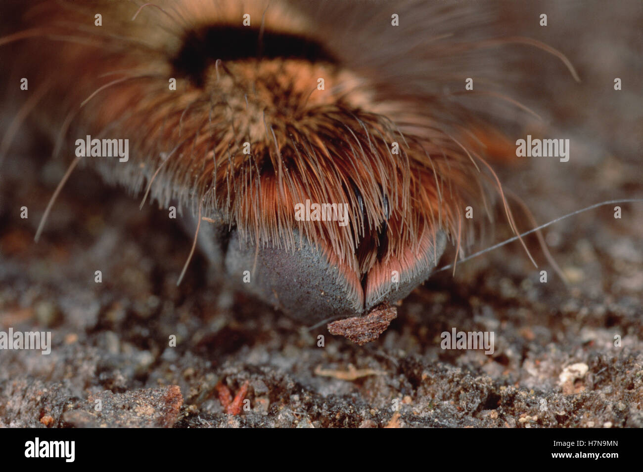Feather Leg Baboon Tarantula (Stromatopelma griseipes) tarsal pad with ...