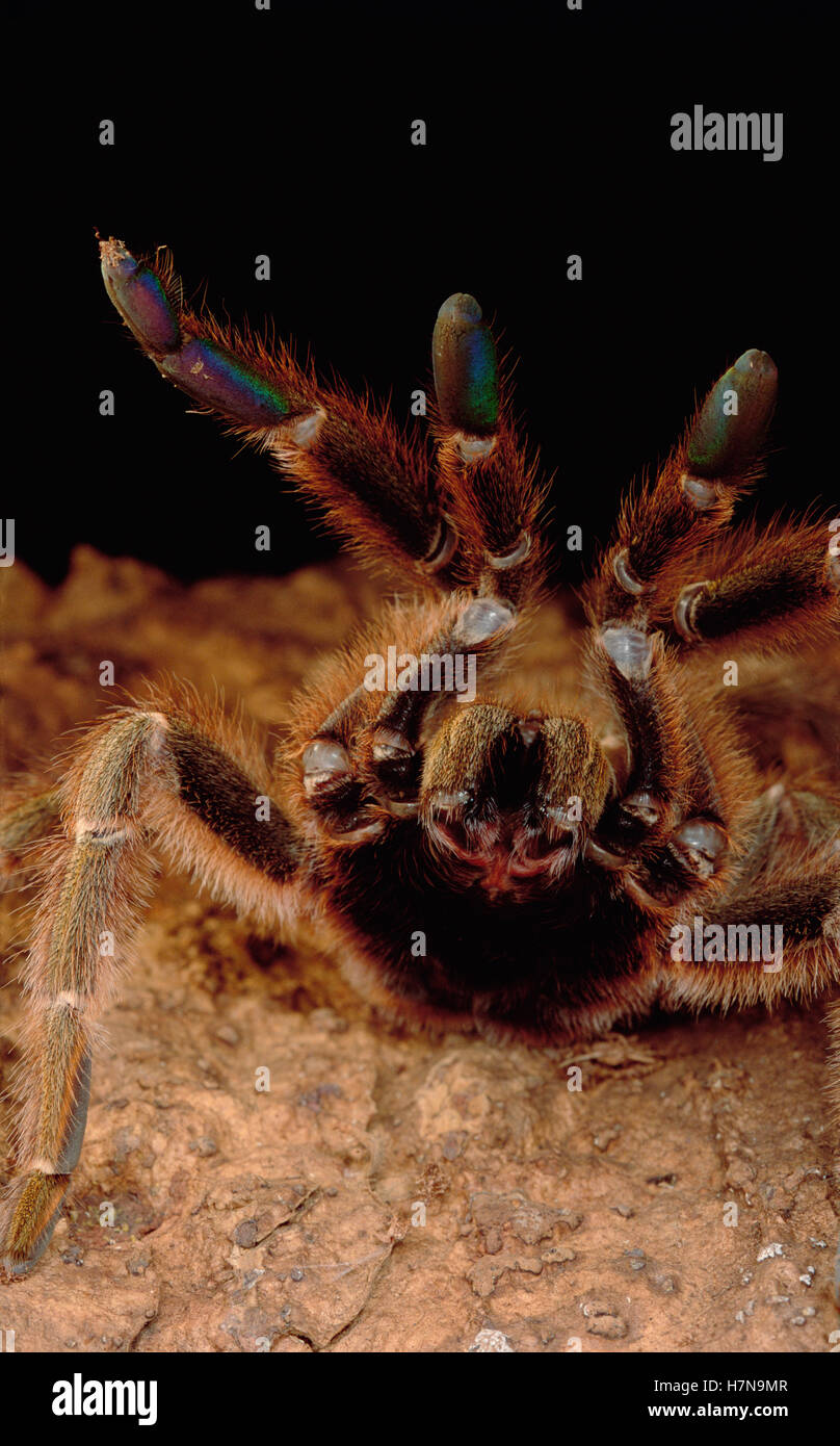 Tarantula (Theraphosidae) in defensive posture, Trinidad Stock Photo ...