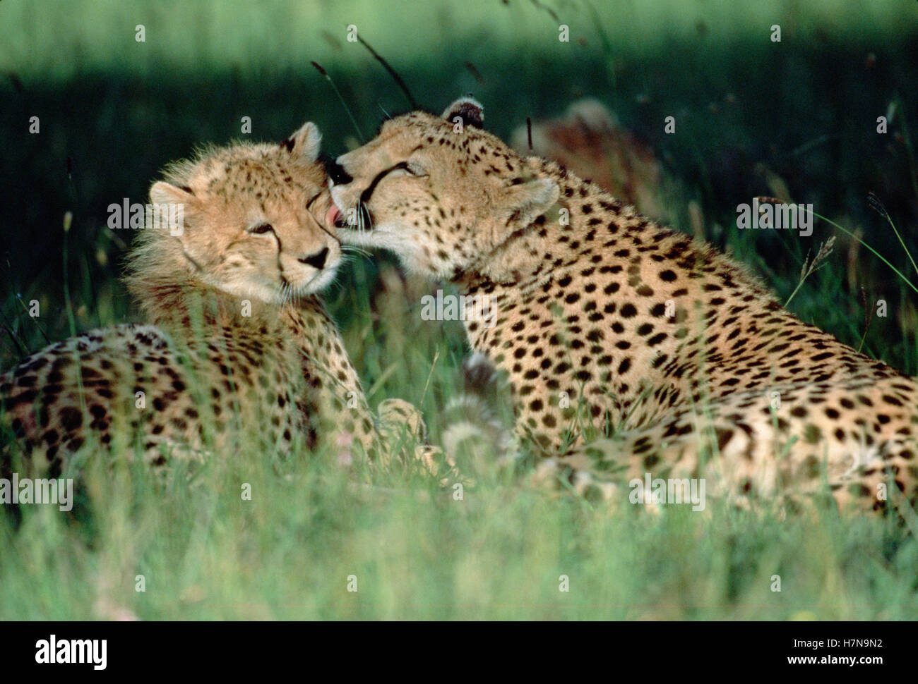 Cheetah (Acinonyx jubatus) pair grooming, Kenya Stock Photo - Alamy