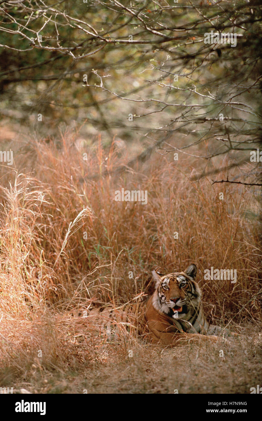 Bengal Tiger (Panthera tigris tigris) camouflaged in tall grass, India ...