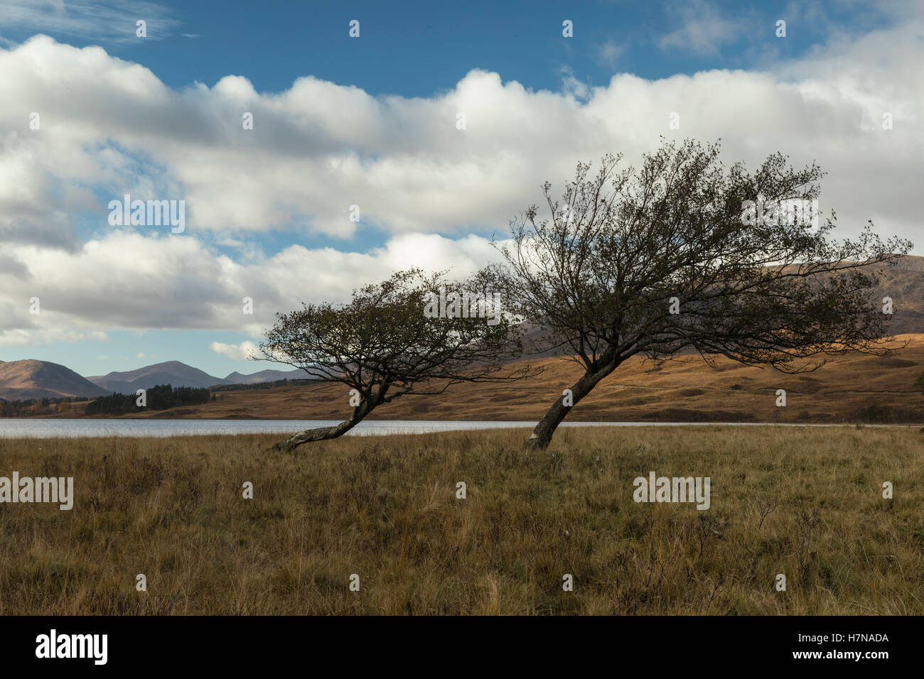 Scotland trees hi-res stock photography and images - Alamy