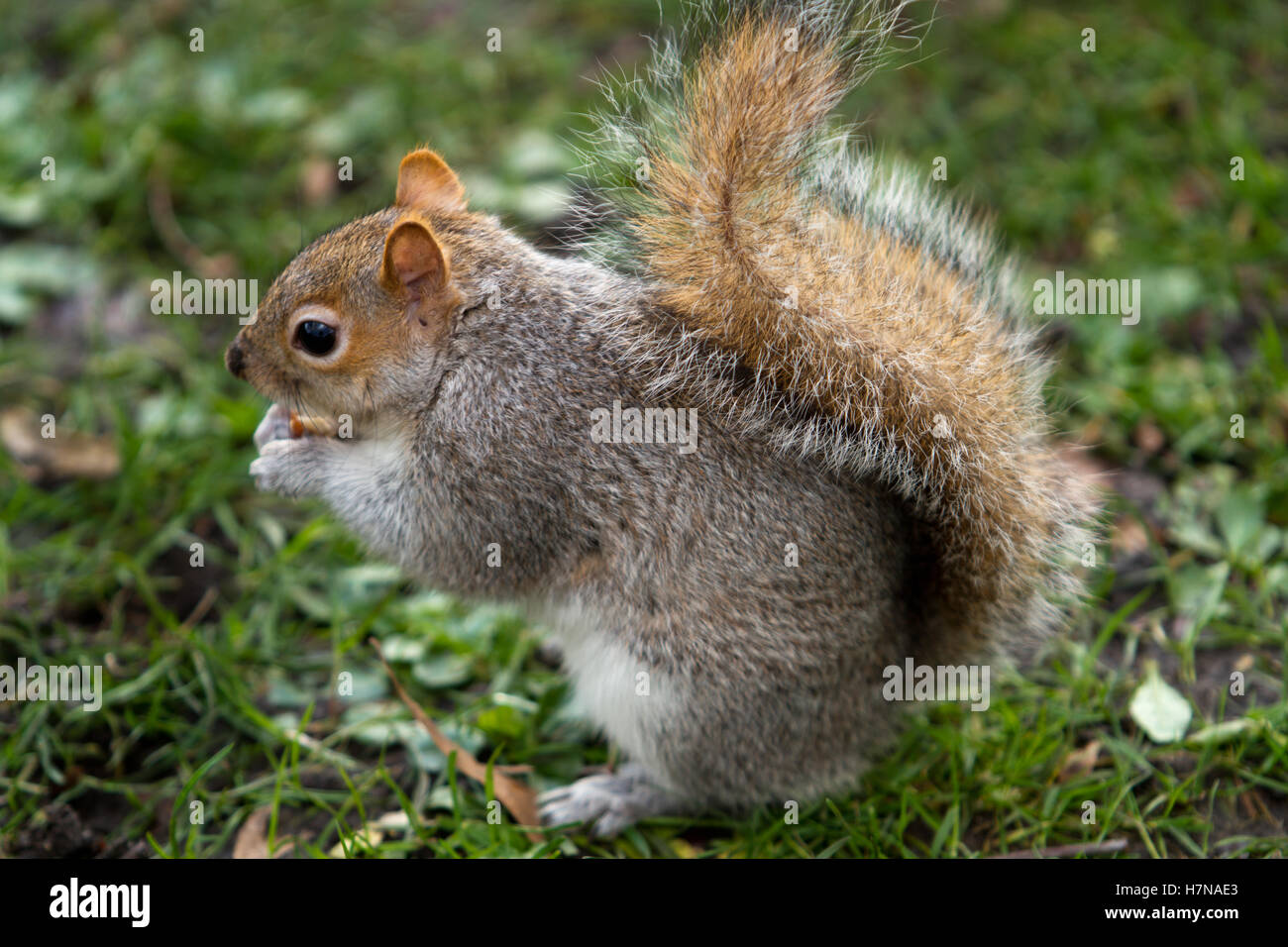 squirrel in london Stock Photo - Alamy