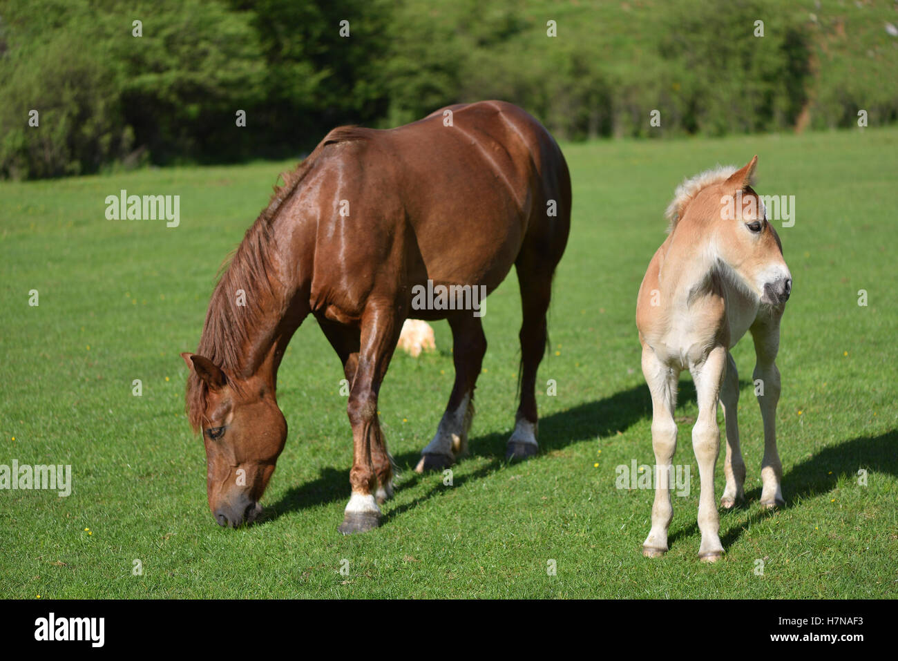 Little foal on a green grass field with flowers near adult brown horse ...