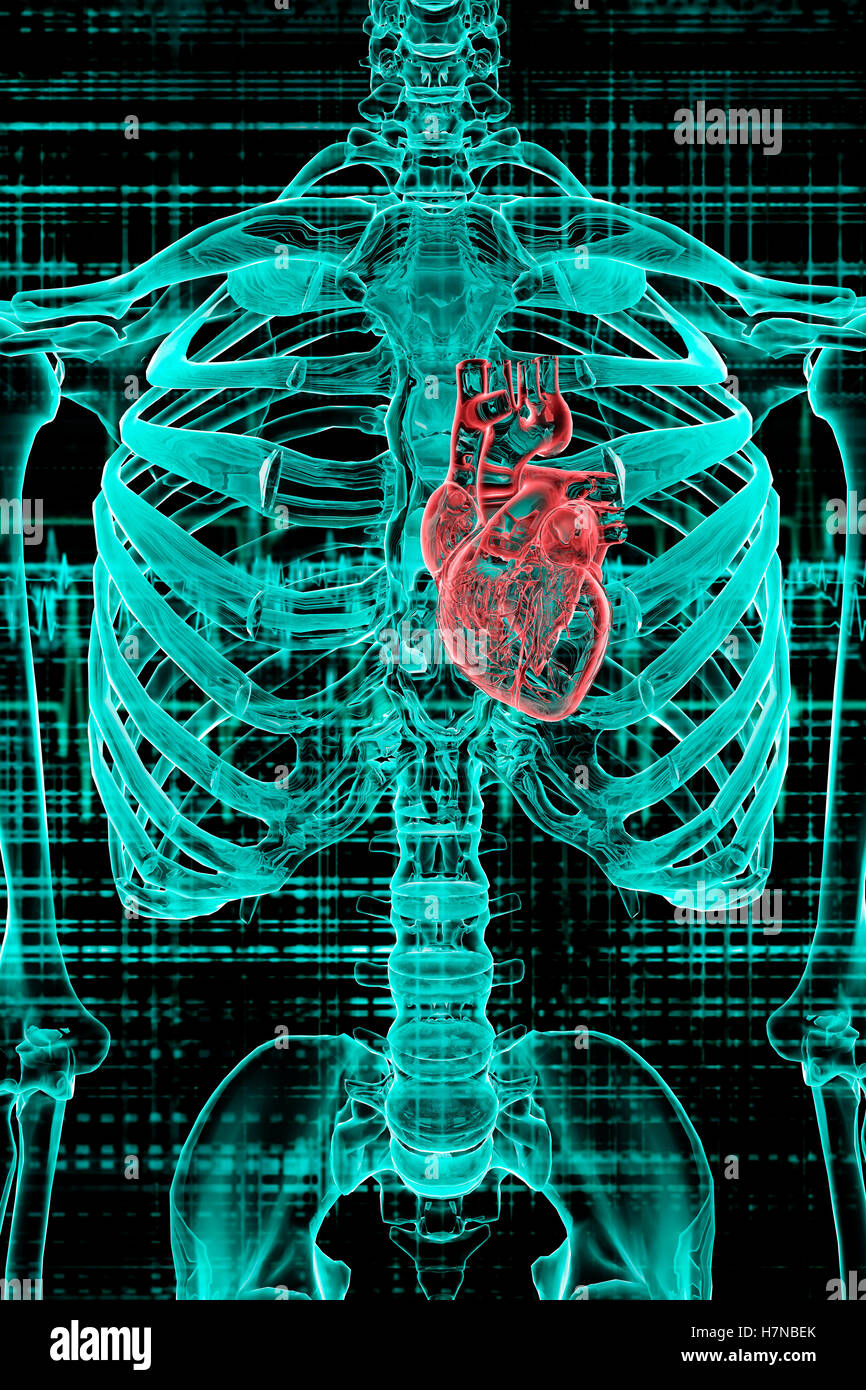 torso of human skeleton and heart concept Stock Photo - Alamy