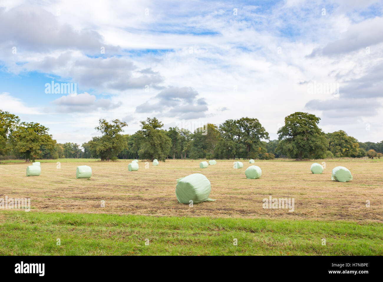 Dutch autumn landscape with plasticized hay bales Stock Photo - Alamy