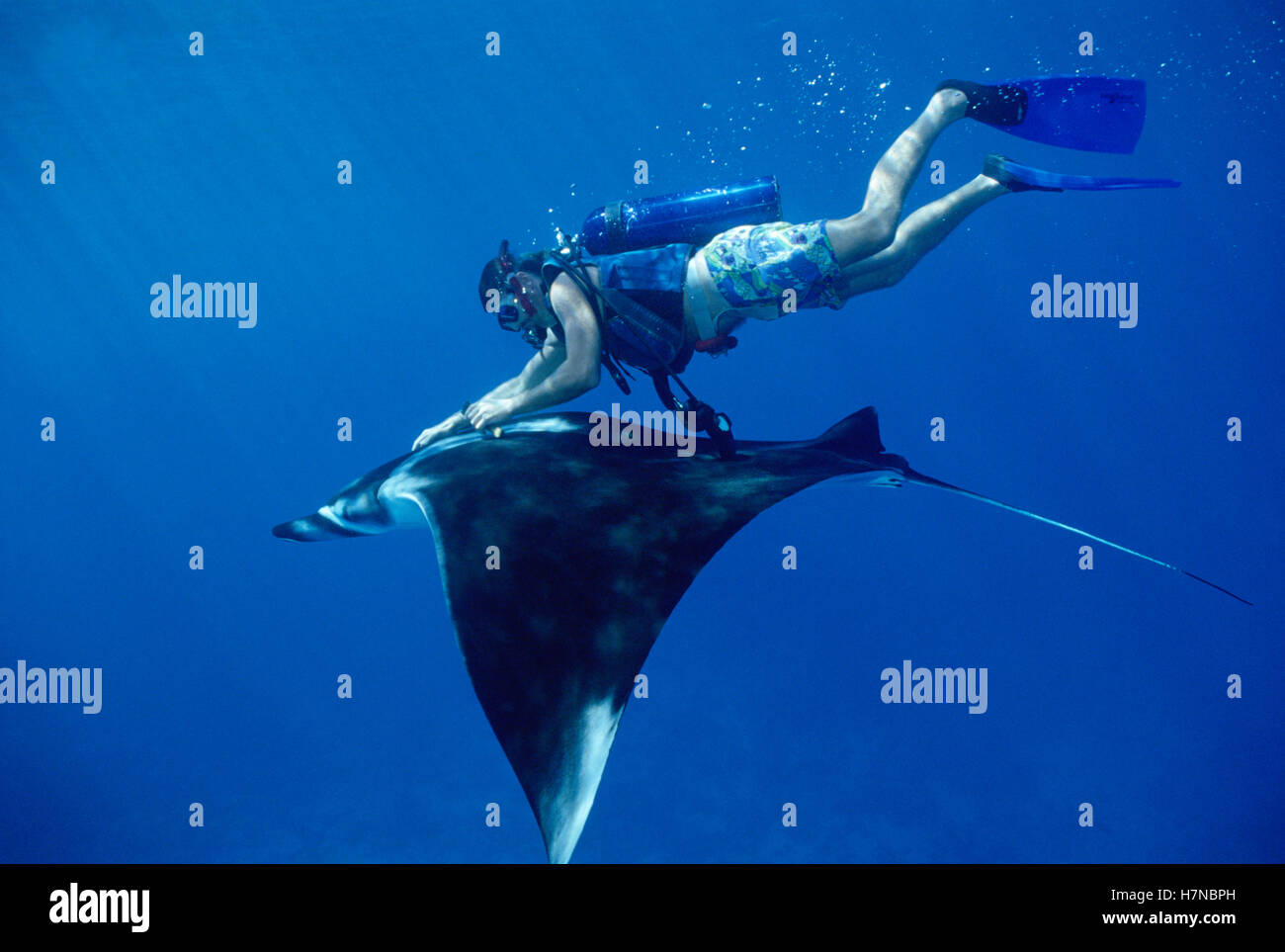 Manta Ray (Manta birostris), Cocos Island, Costa Rica Stock Photo - Alamy