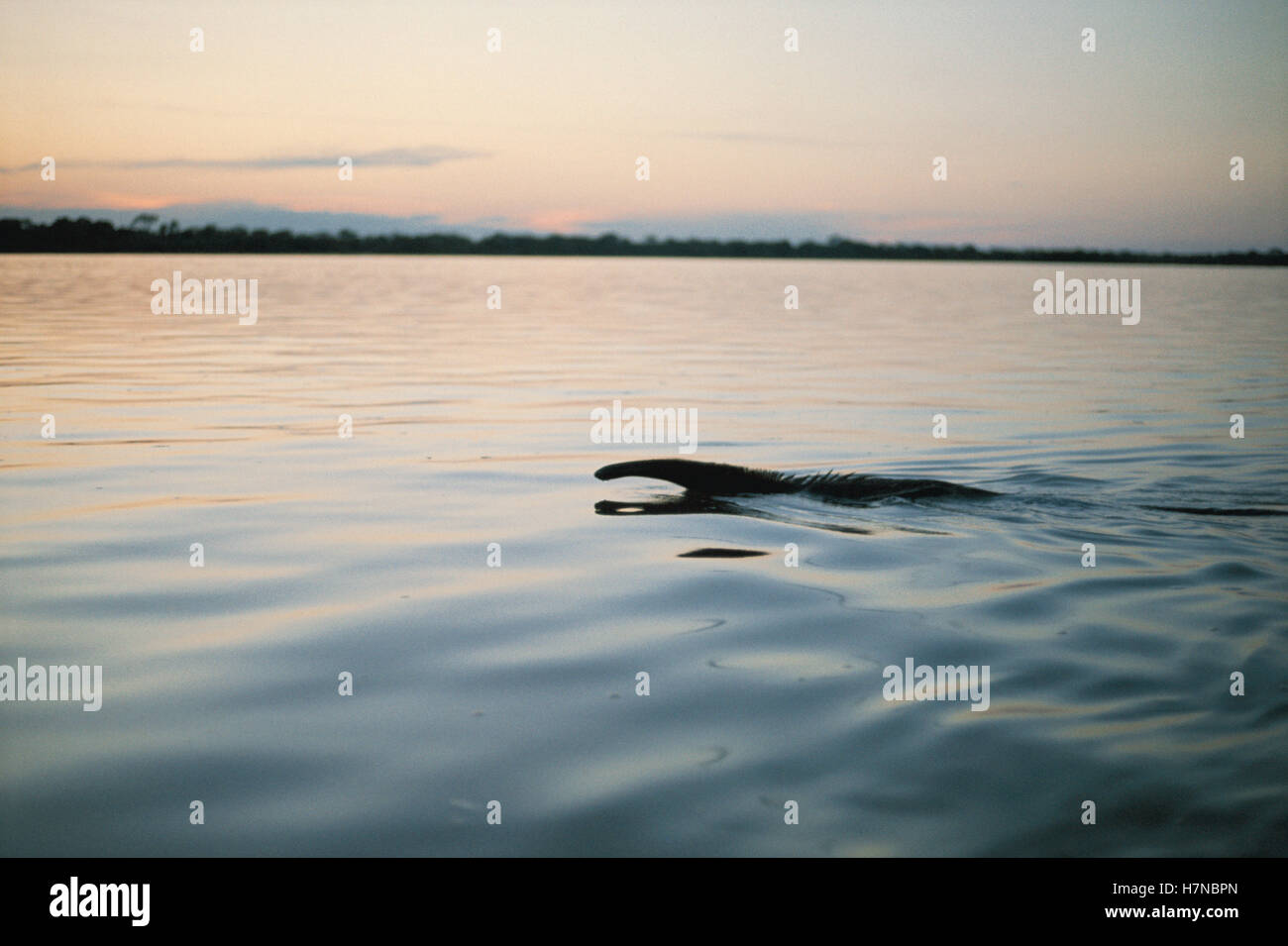Giant Anteater (Myrmecophaga tridactyla) swimming through the Araguaia ...