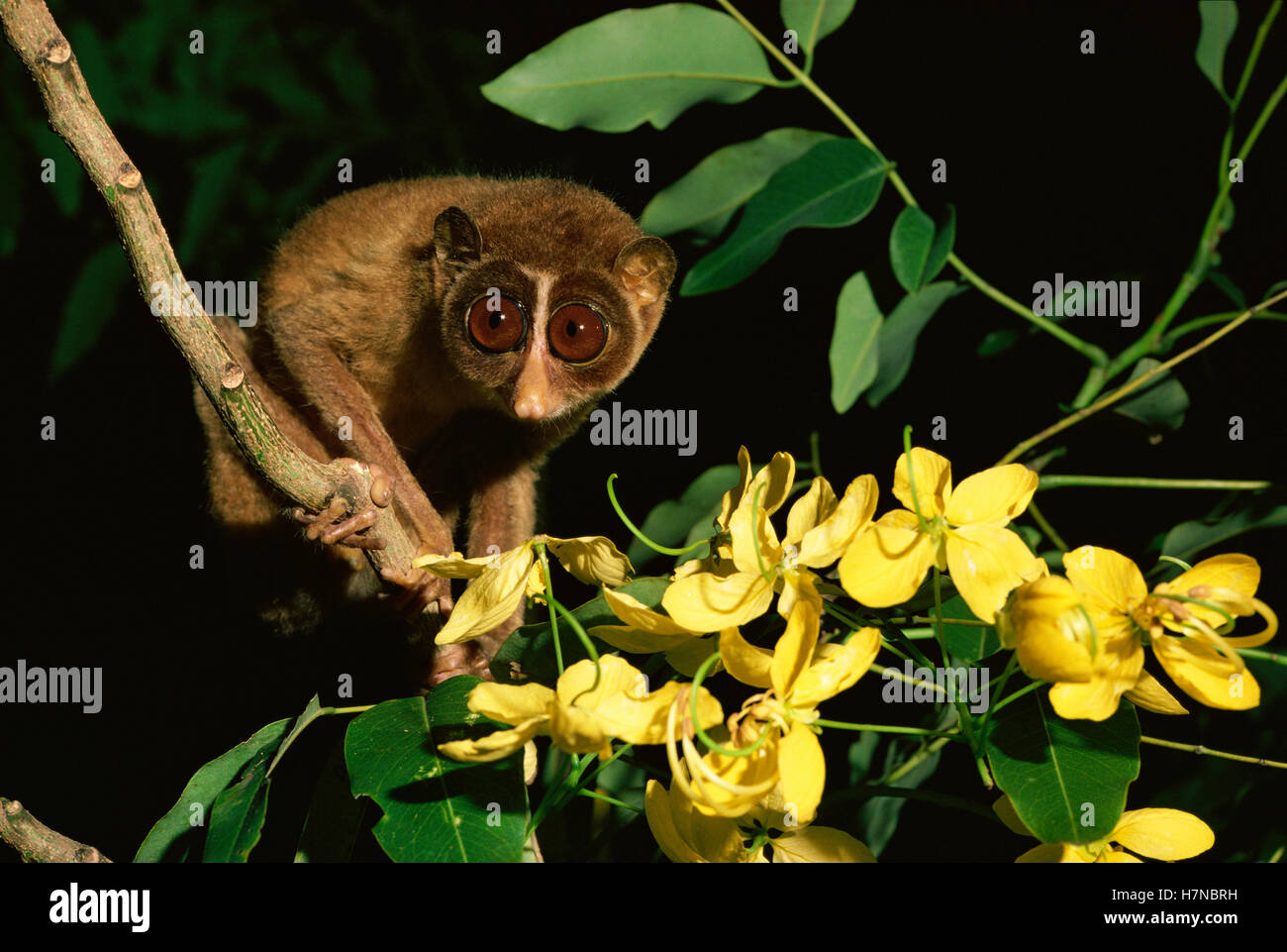 Slender Loris (Loris tardigradus) in a tree with yellow flowers, Sri ...