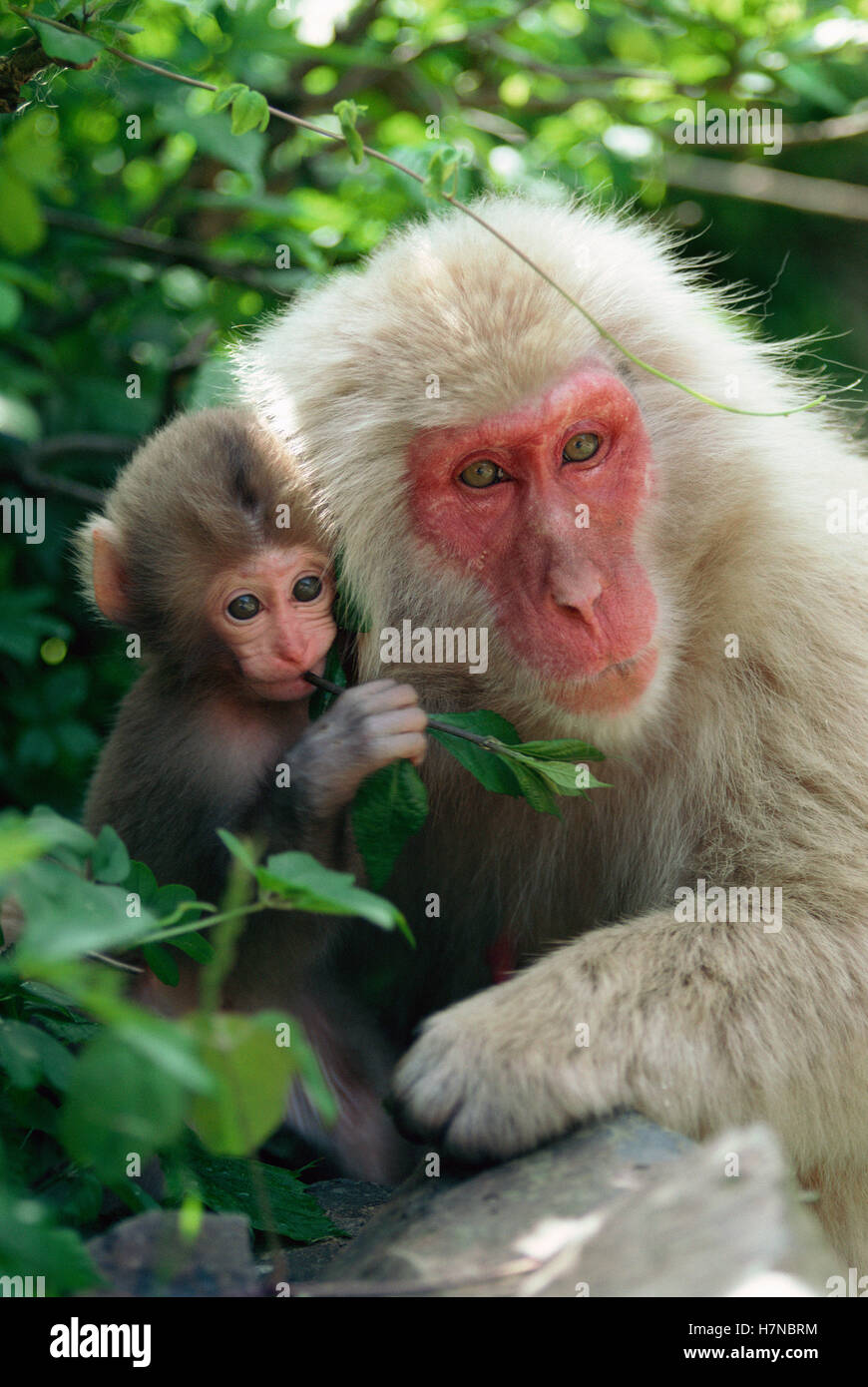 Japanese Macaque (Macaca fuscata) mother and baby, Japan Stock Photo ...
