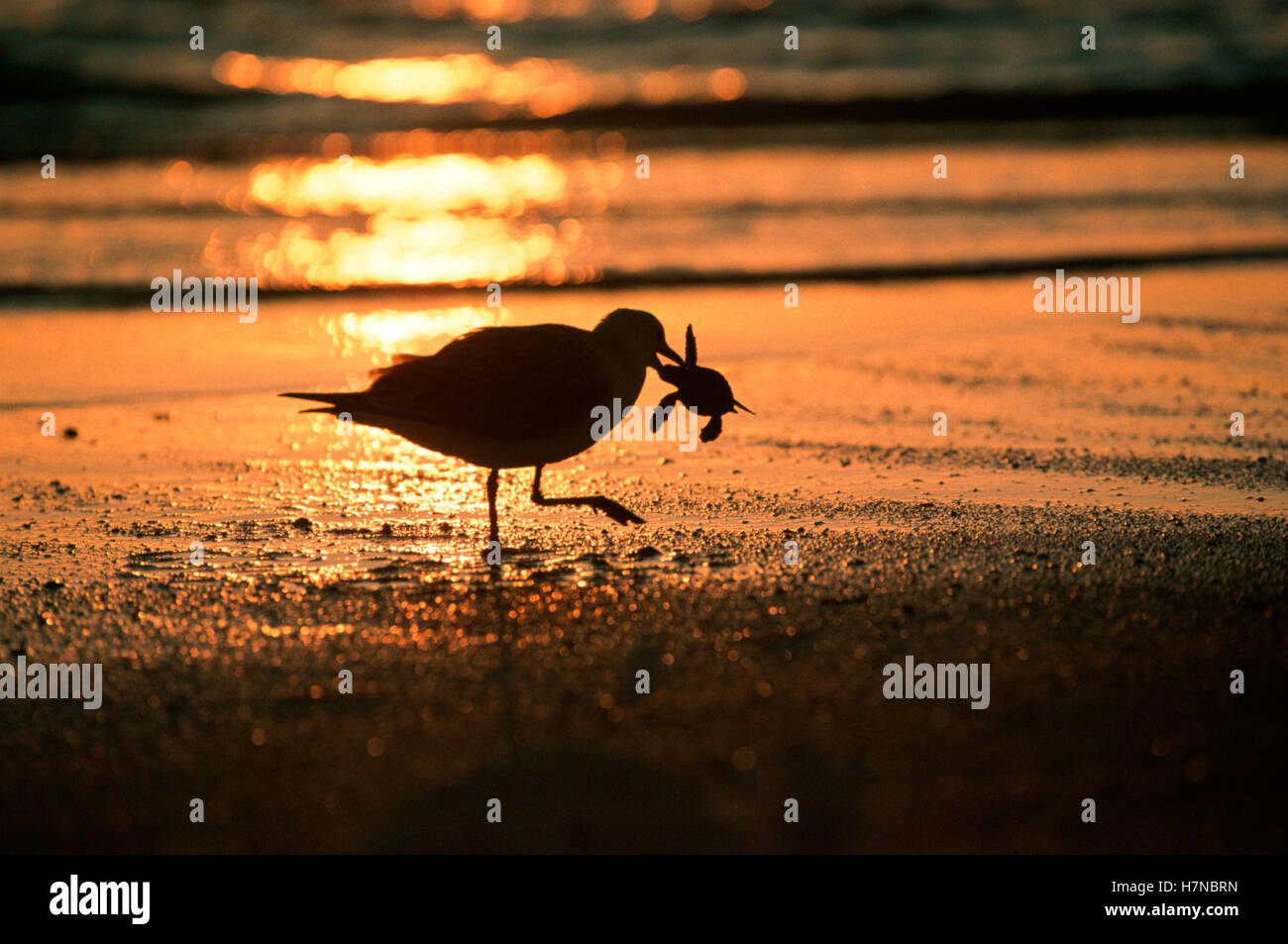 Silver Gull (Larus novaehollandiae) feeding on a baby Green Sea Turtle ...