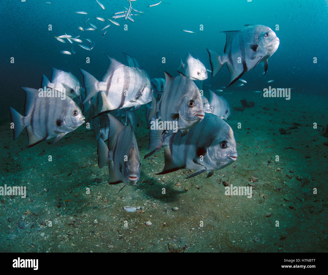 Atlantic Spadefish (Chaetodipterus faber) school, Gray's Reef National ...