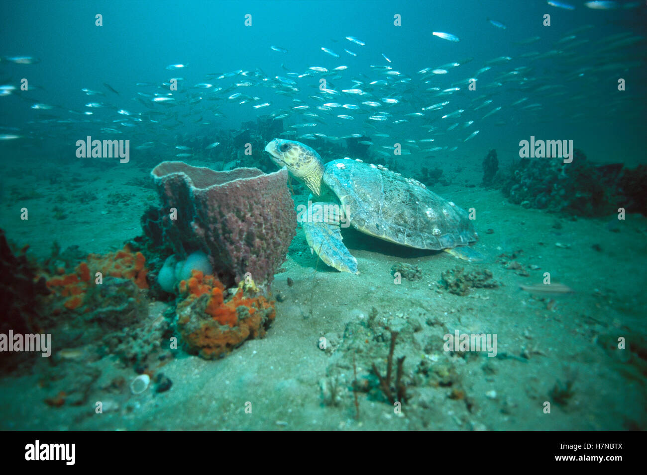 Loggerhead Sea Turtle (Caretta caretta) swimming beside sponge, Grey's ...