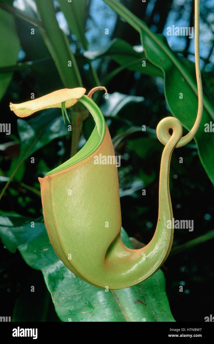 Pitcher Plant (Nepenthes bicalcarata) traps insects in fluid filled cup ...