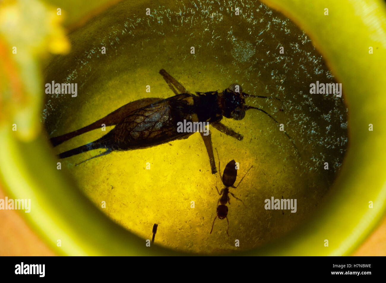 Carpenter Ant (Camponotus sp) swims unharmed in digestive juices of ...
