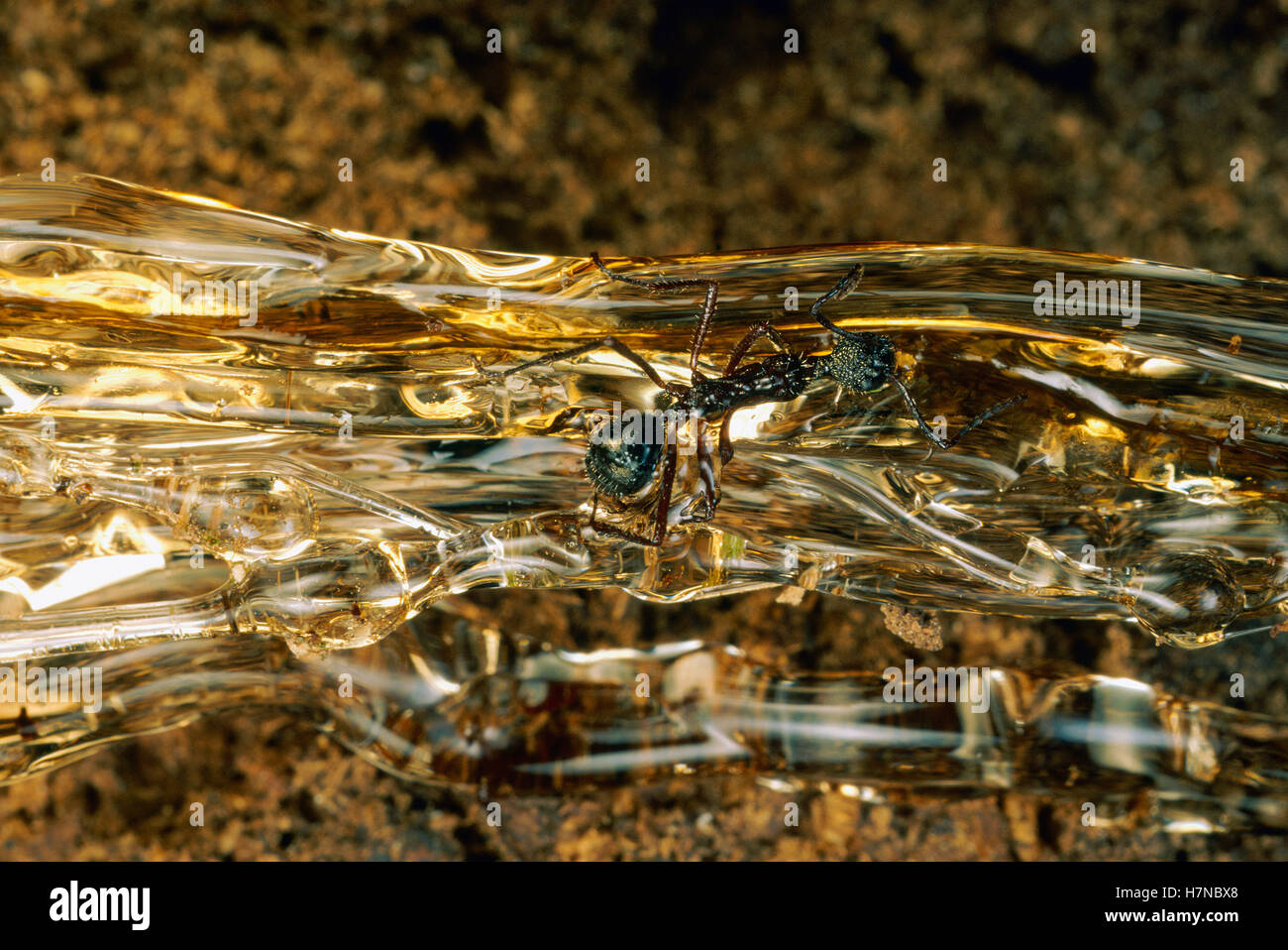 Ant trapped in resin spilling from the trunk of a rainforest tree ...