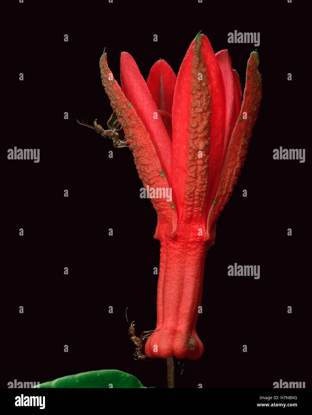 Ponerine Ant (Ectatomma tuberculatum) protect Passion Flower ...