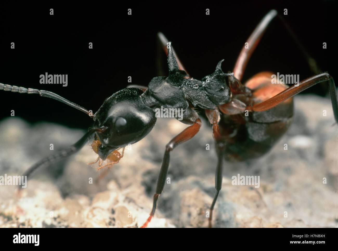 Herdsman Ant (Dolichoderus cuspidatus) moving a Mealybug, Malaysia ...