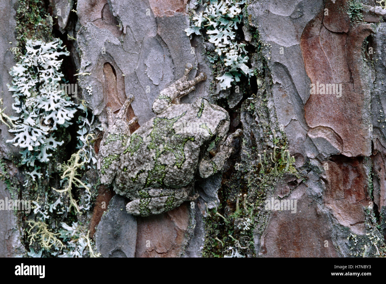 Gray Tree Frog (Hyla versicolor) camouflaged on moss-covered tree trunk ...