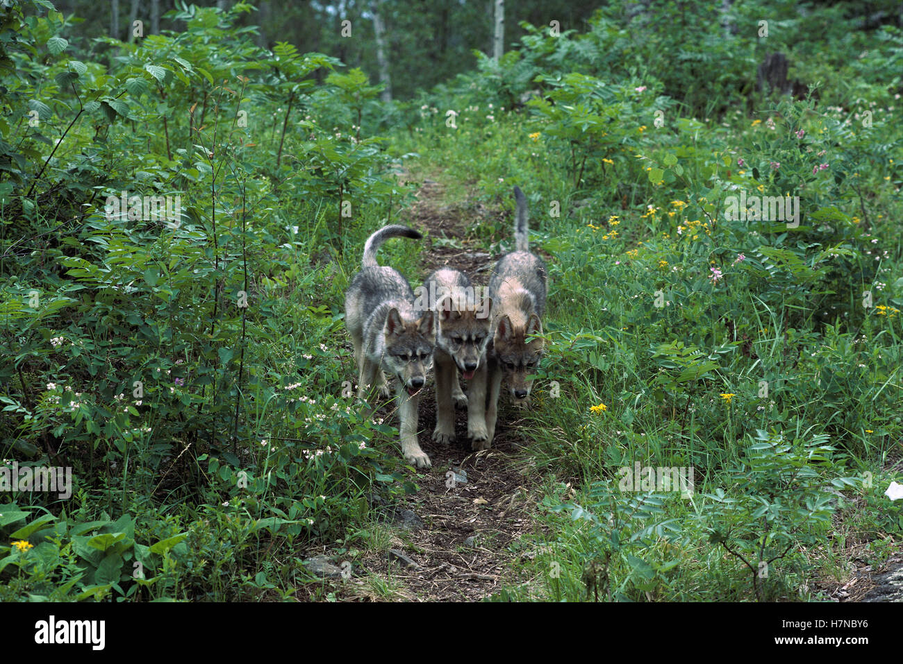 Timber Wolf (Canis lupus) pups on path in forest, Minnesota Stock Photo ...