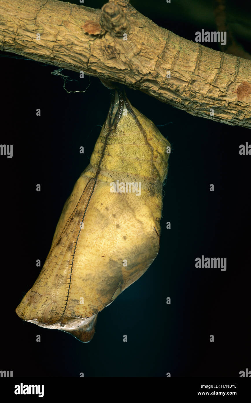 Forest Giant-Owl (Caligo eurilochus) butterfly pupa in chrysalis, South ...