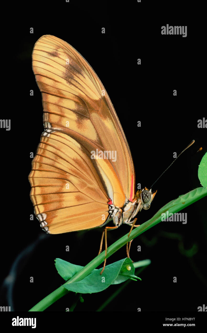 Julia Butterfly (Dryas iulia) portrait hanging from stem, Central ...