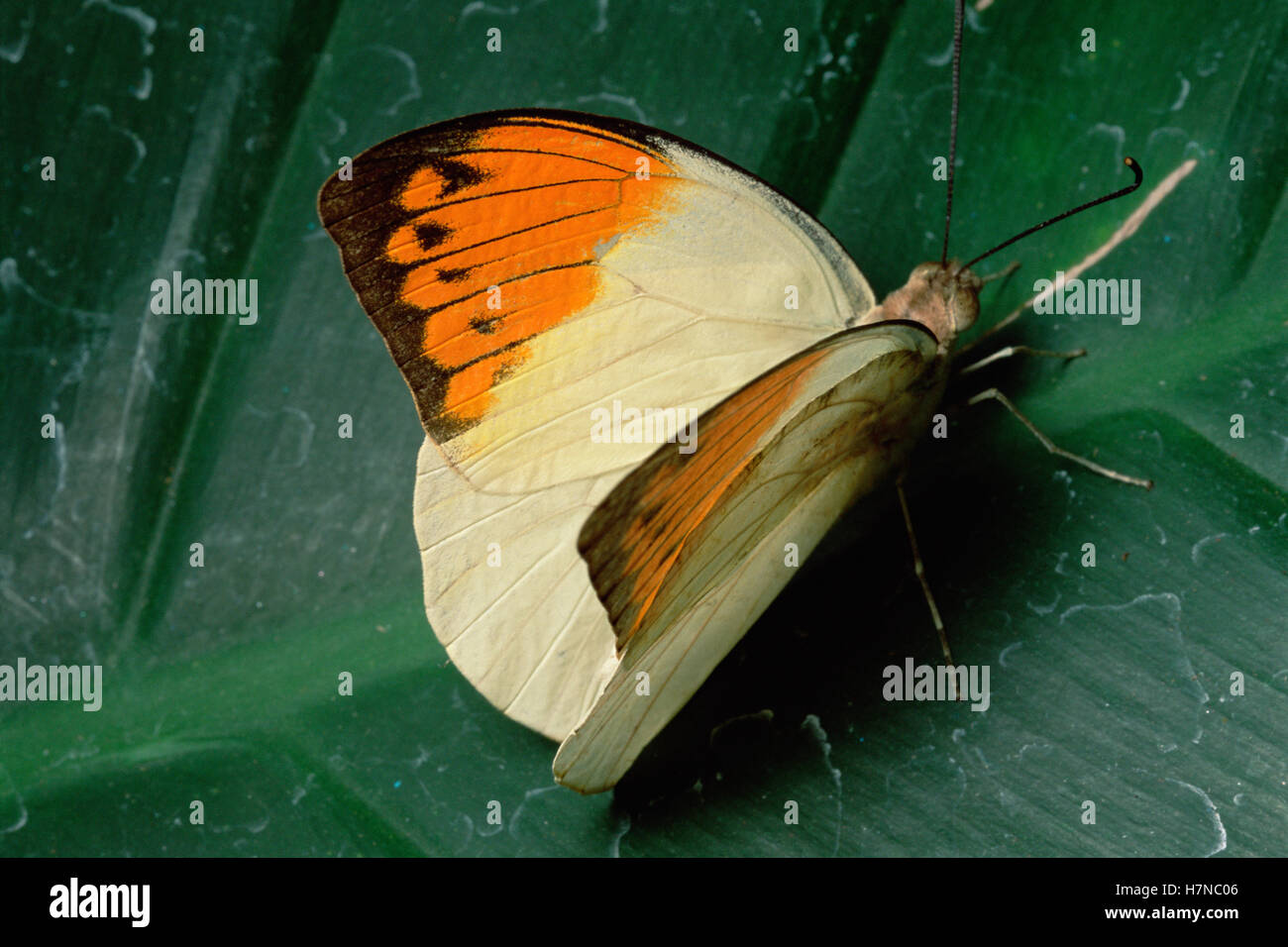 Great Orange Tip (Hebomoia glaucippe) butterfly, Peninsular India Stock ...