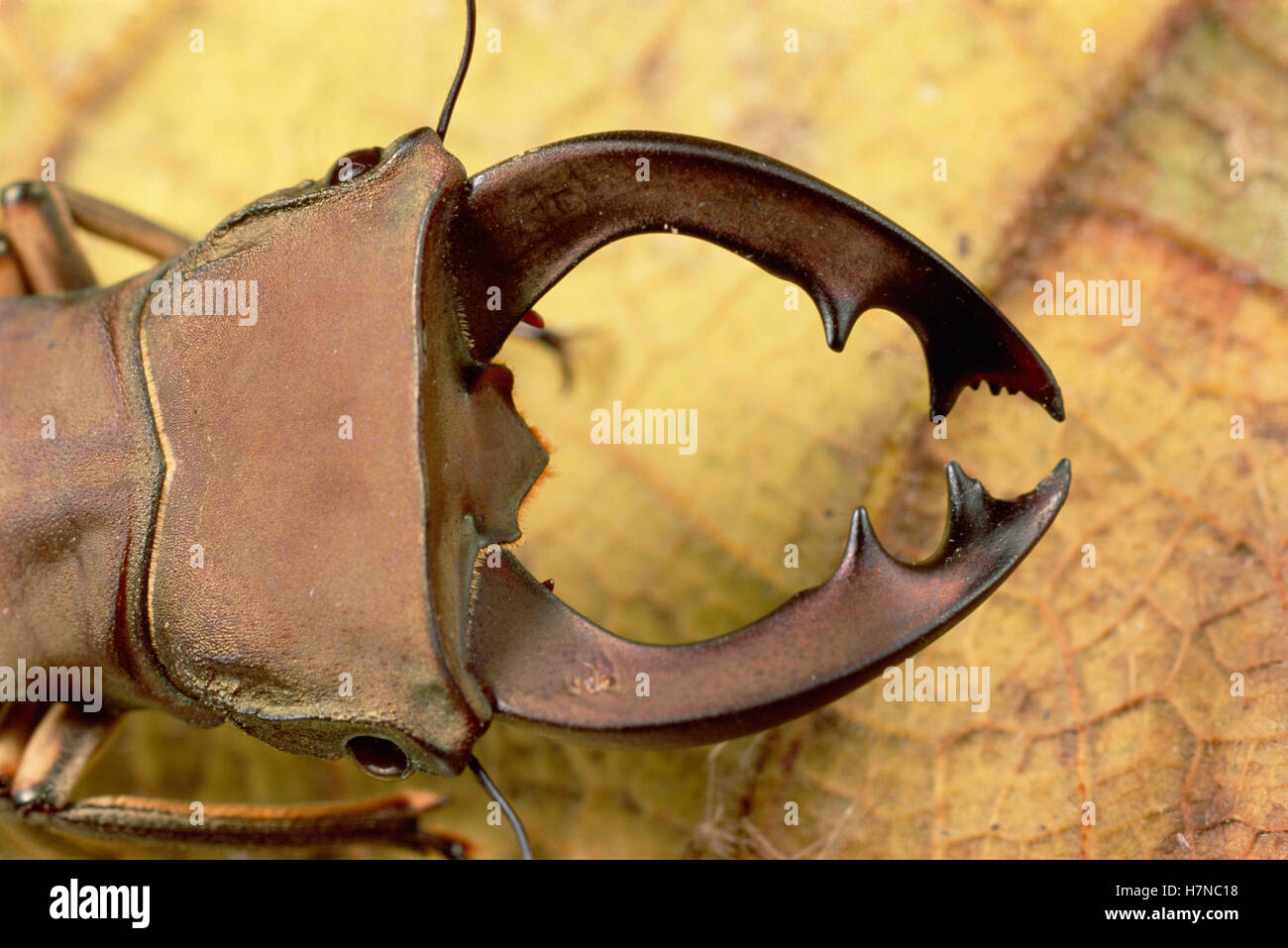 Staghorn Beetle, close-up of head, Wau, Papua New Guinea Stock Photo ...