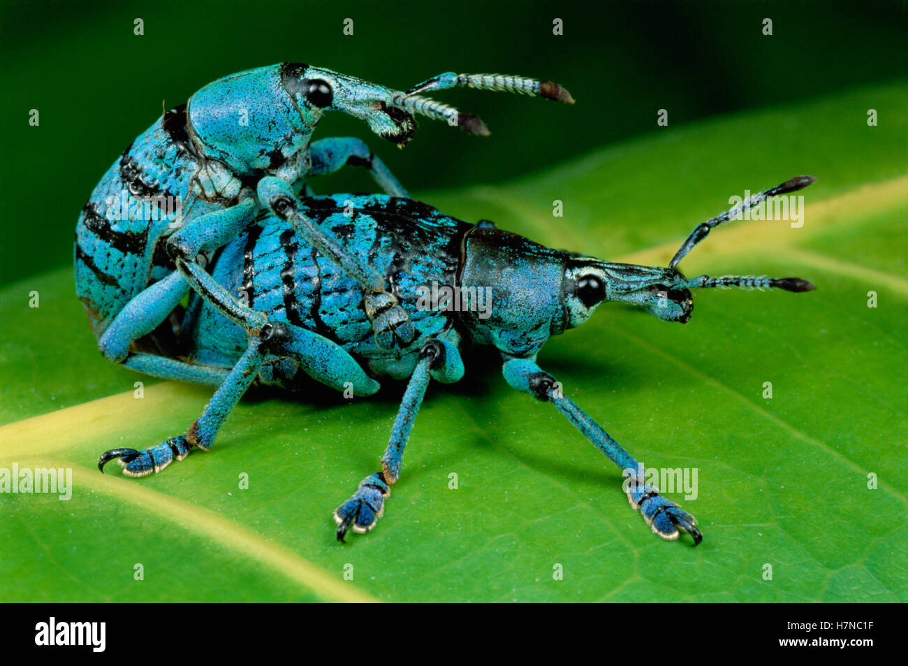 True Weevil (Eupholus sp) pair mating, Hala, Papua New Guinea Stock ...