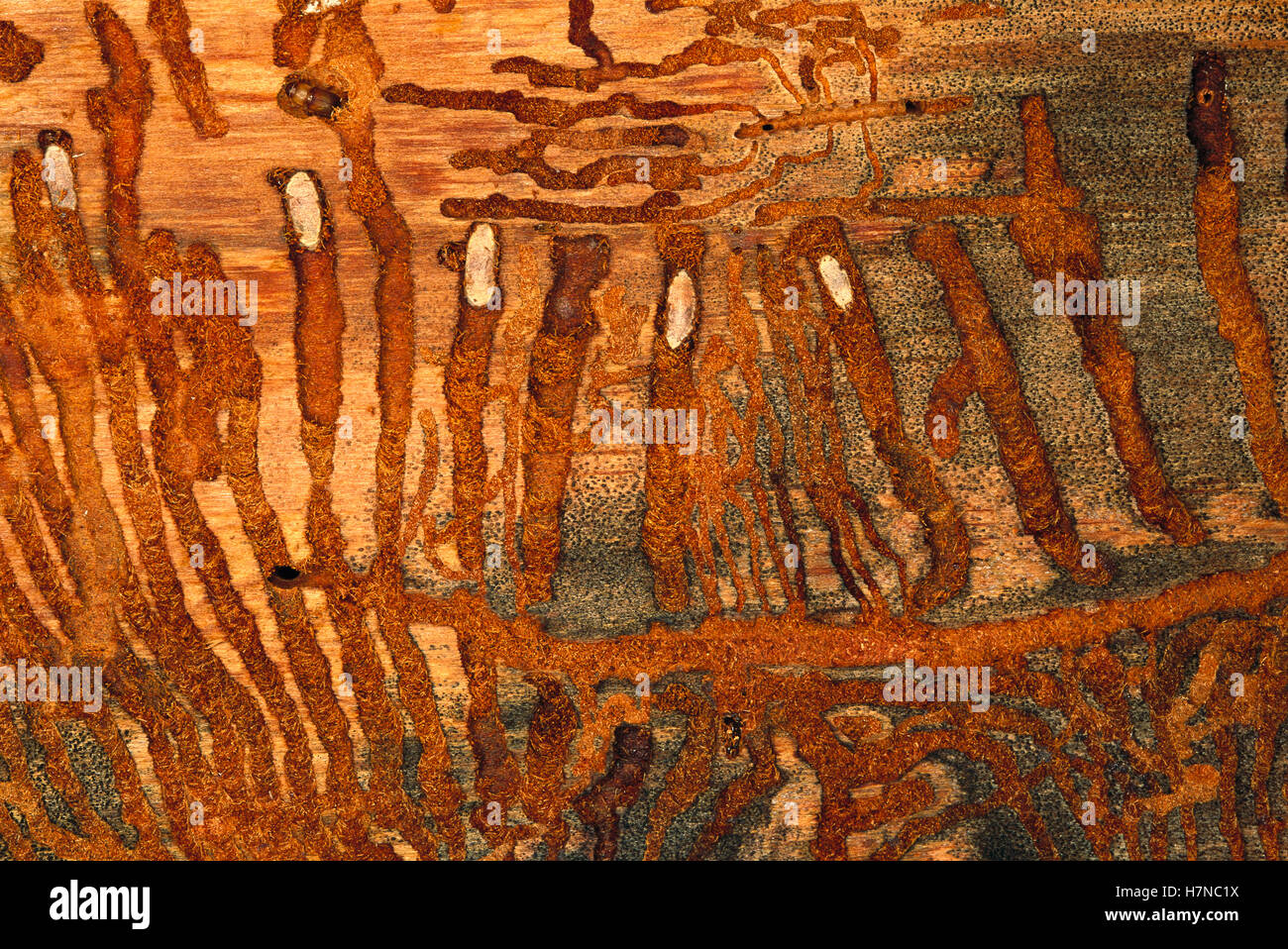 Bark Beetle (Dendroctonus pseudotsugae) larvae with radiating galleries ...