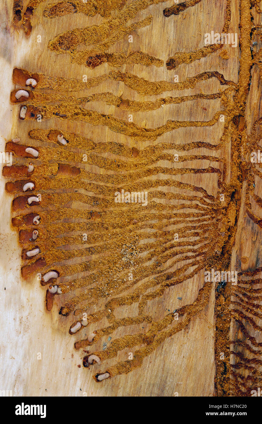 Bark Beetle (Dendroctonus pseudotsugae) larvae with radiating galleries ...