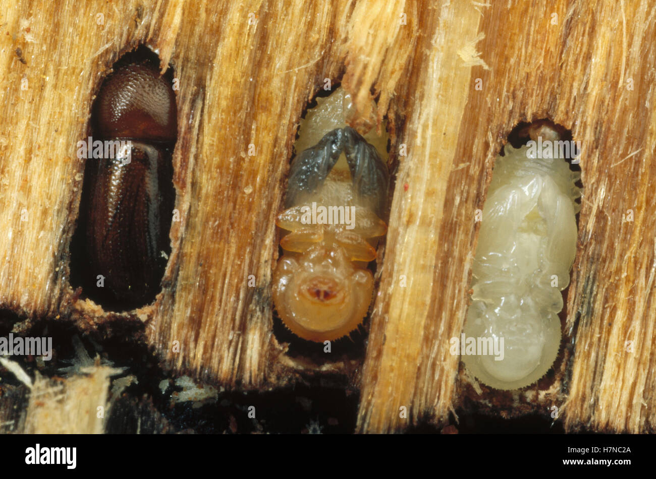 Striped Ambrosia Beetle (Trypodendron lineatum) adult, pupa, and larvae ...