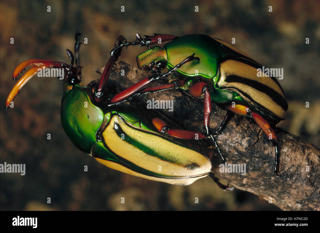 Flamboyant Flower Beetle (Eudicella gralli) pair clinging to a twig ...