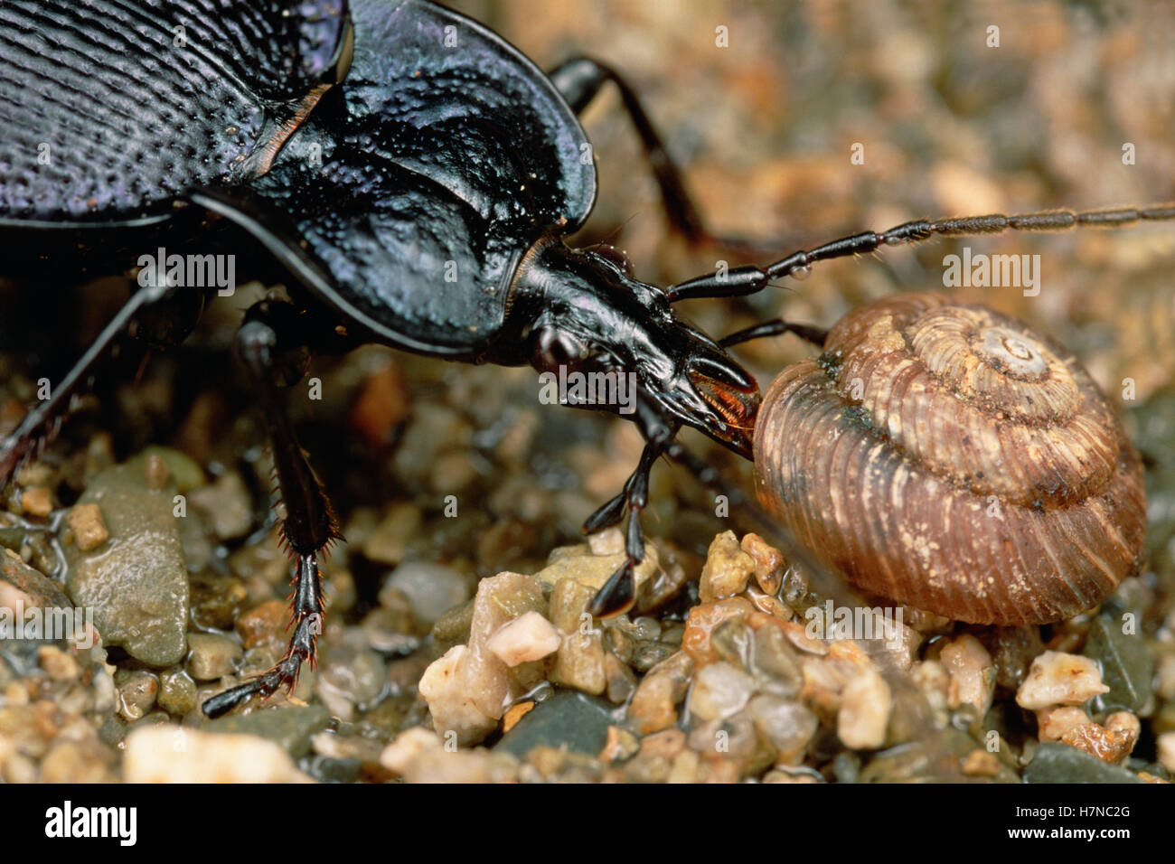 Ground Beetle (Carabidae) family feeding on a snail Stock Photo - Alamy