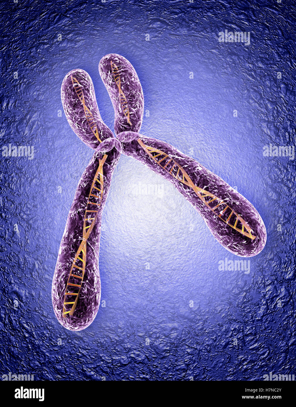 chromosomes with visible DNA helix Stock Photo - Alamy