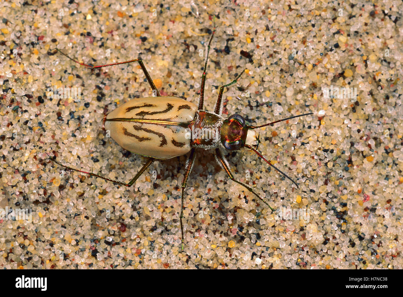 Northern Beach Tiger Beetle (Cicindela dorsalis dorsalis) on sand ...