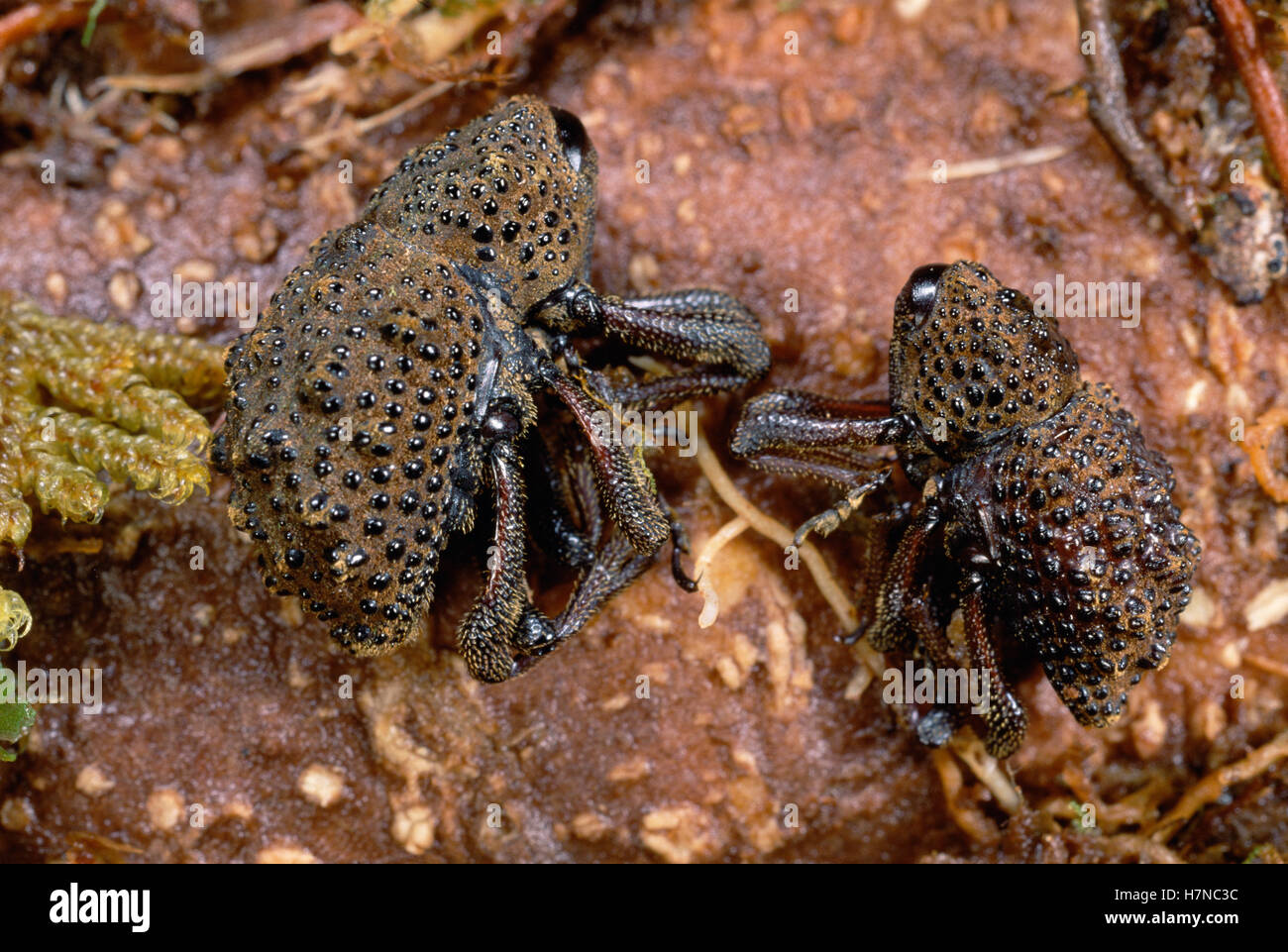 Weevils playing dead, Mt Makil, Papua New Guinea Stock Photo - Alamy