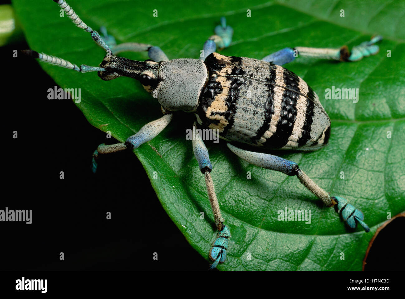 True Weevil (Eupholus sp) on leaf, Wau, Papua New Guinea Stock Photo ...