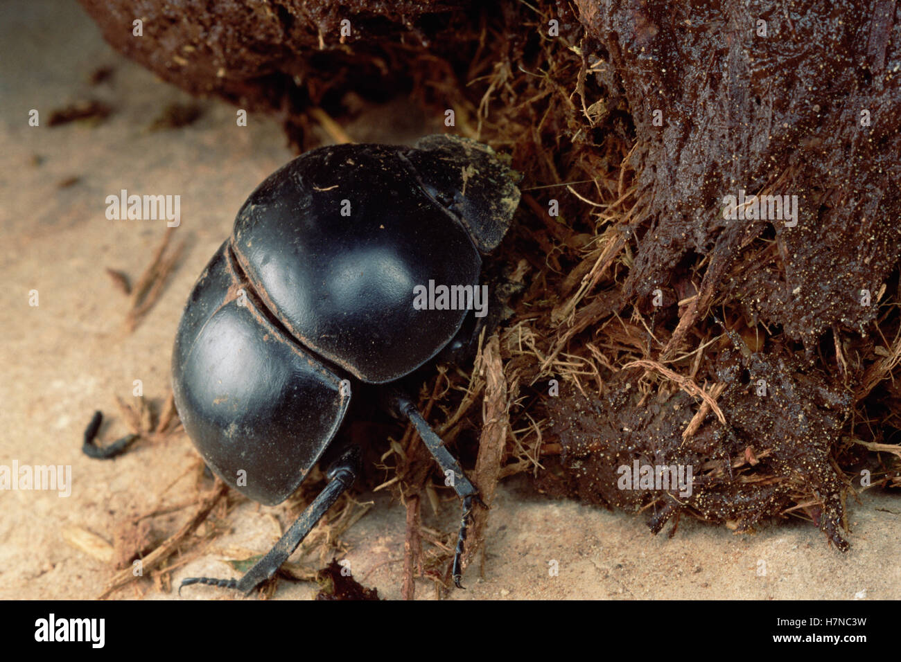 Dung Beetle (Scarabaeidae) an endangered variety gathering dung, South ...