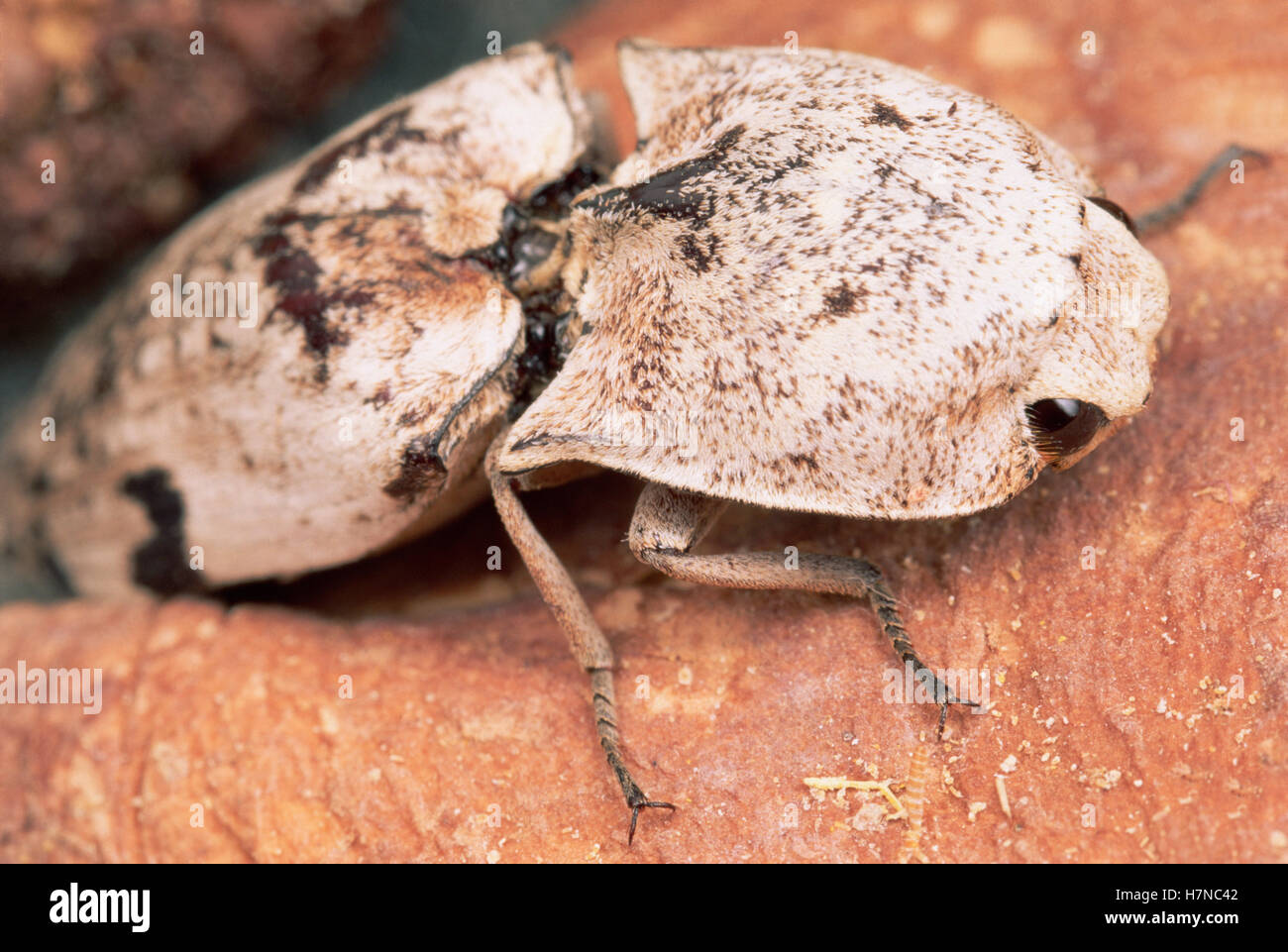 Close-up portrait of beetle's head Stock Photo - Alamy