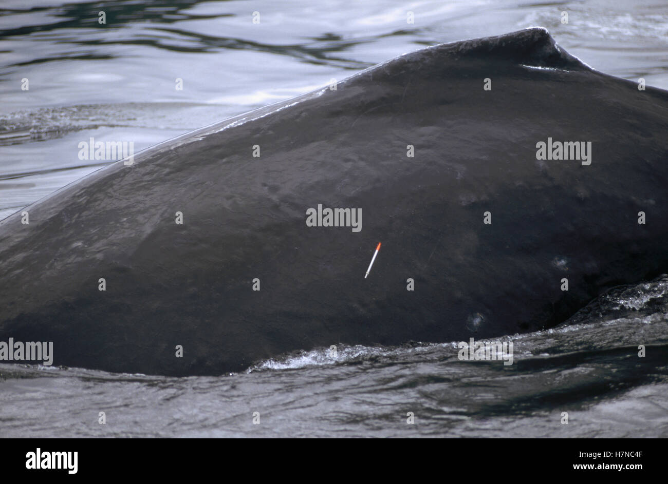 Biopsy dart in fin of Humpback Whale (Megaptera novaeangliae) to ...